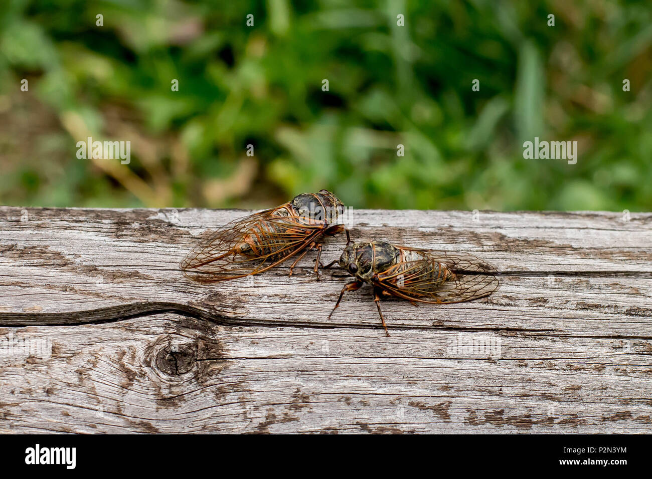 Two adult cicadas Tibicina haematodes with orange veins on the wings ...