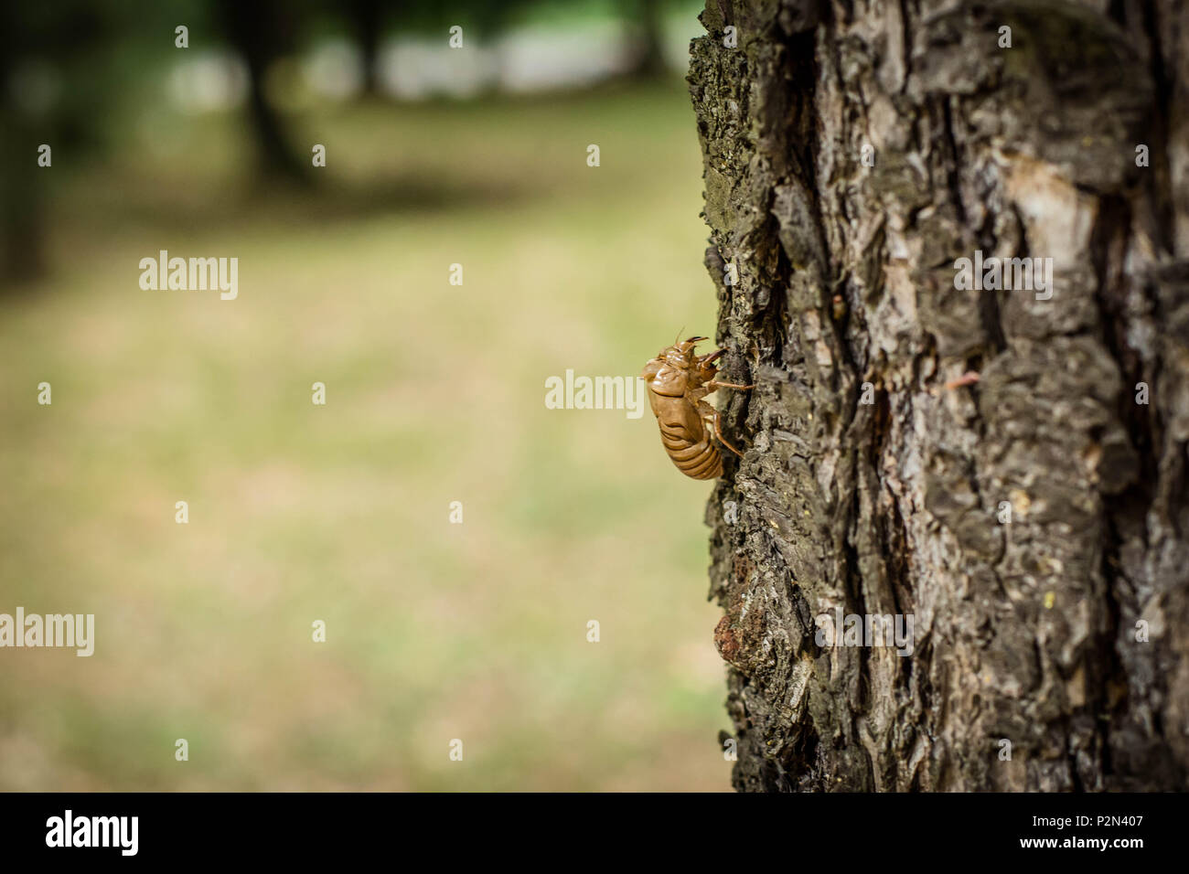 Chitin exoskeleton of cicada Tibicina haematodes on the tree Stock ...