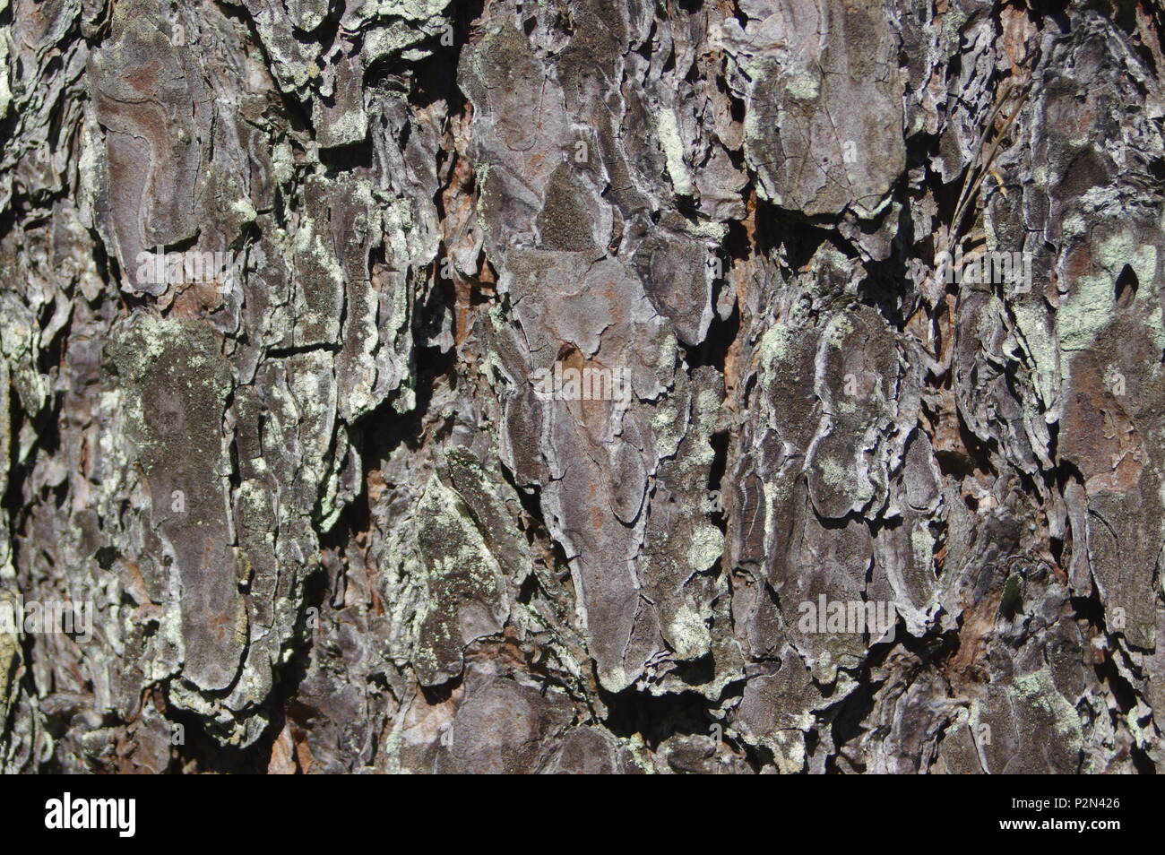 Tree Bark texture Stock Photo - Alamy