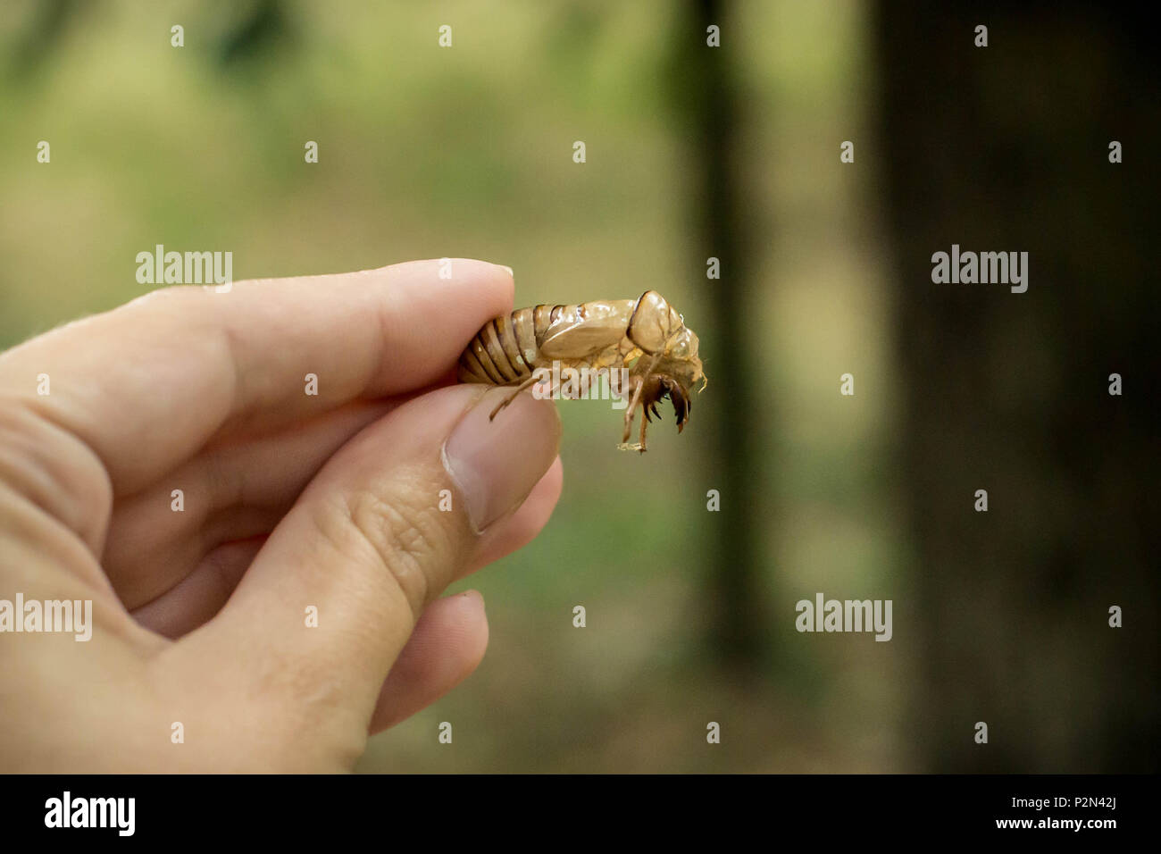 Exoskeleton of insect cicada Tibicina haematodes in the hand Stock ...
