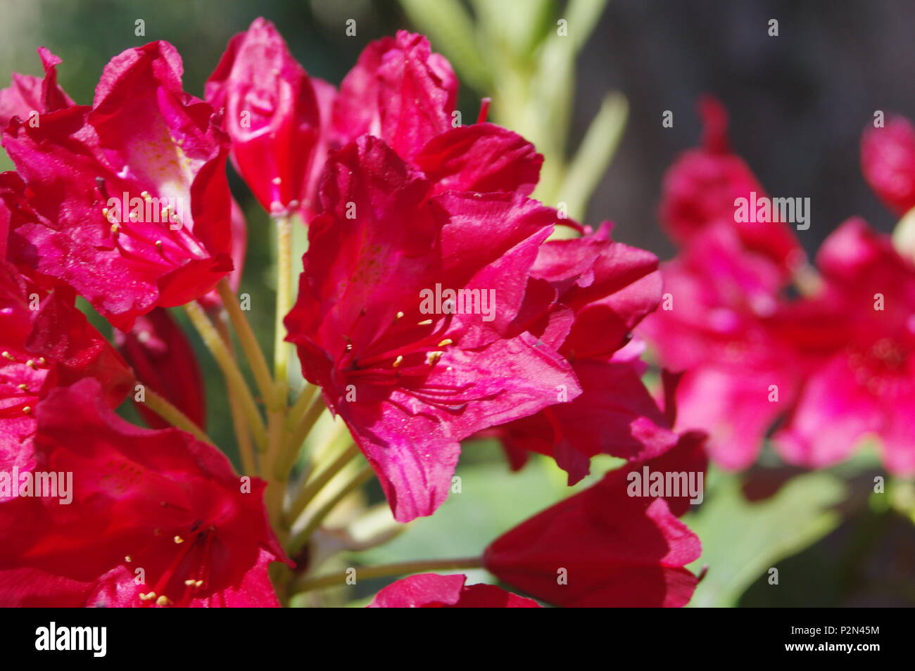 Beautiful rhododendron flowers Stock Photo - Alamy