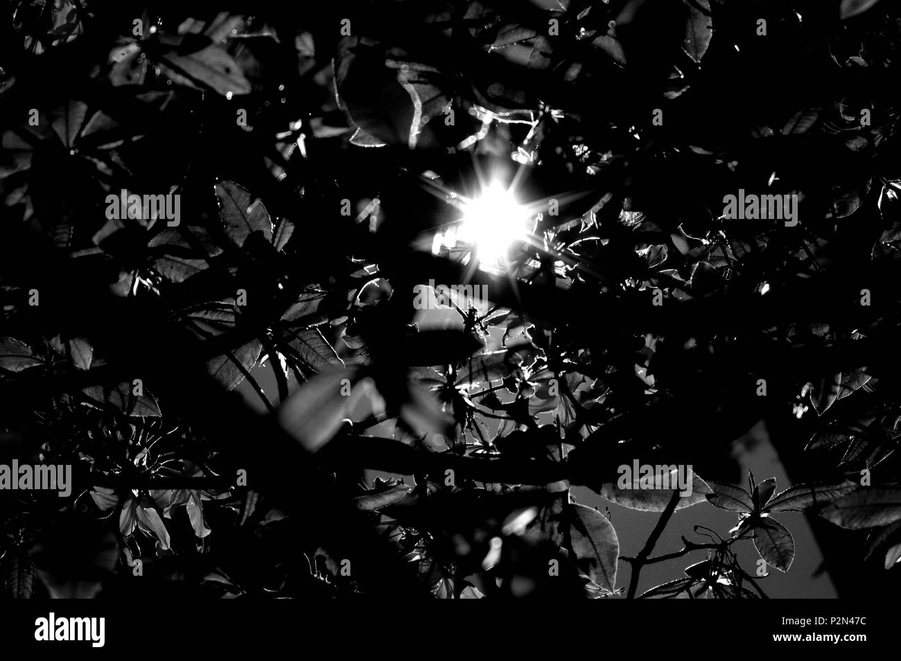 Rhododendron's Black and White Stock Photos & Images - Alamy