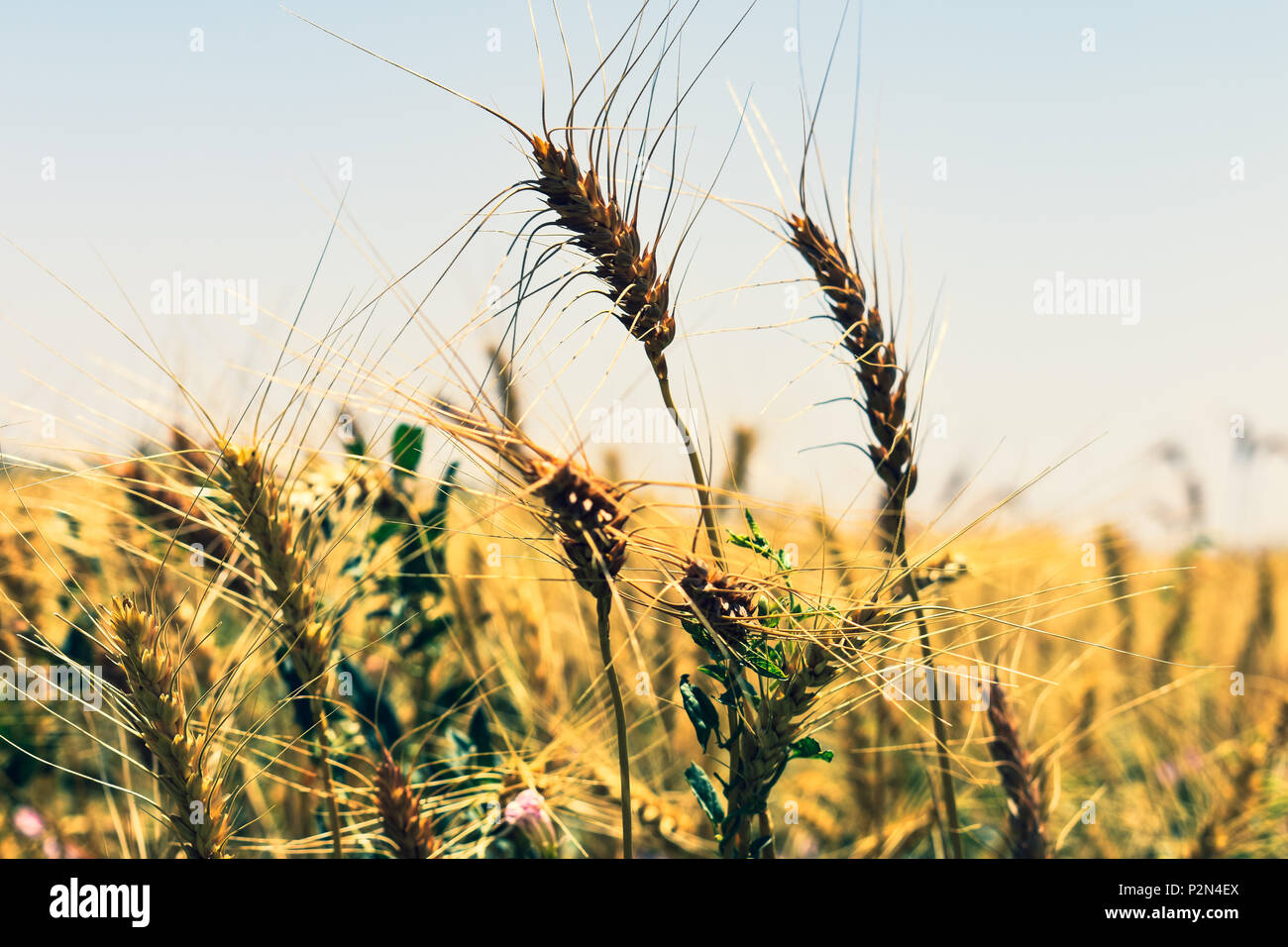 Simple harvest hi-res stock photography and images - Alamy