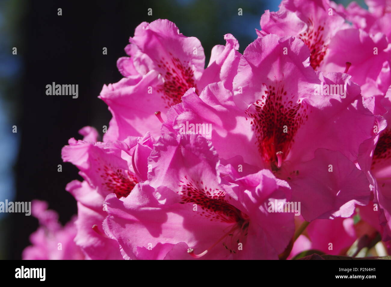 Beautiful rhododendron flowers Stock Photo - Alamy