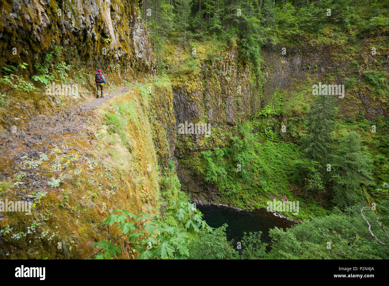 Hiker on a narrow ledge on th Eagle Creek Trail along the Columbia ...