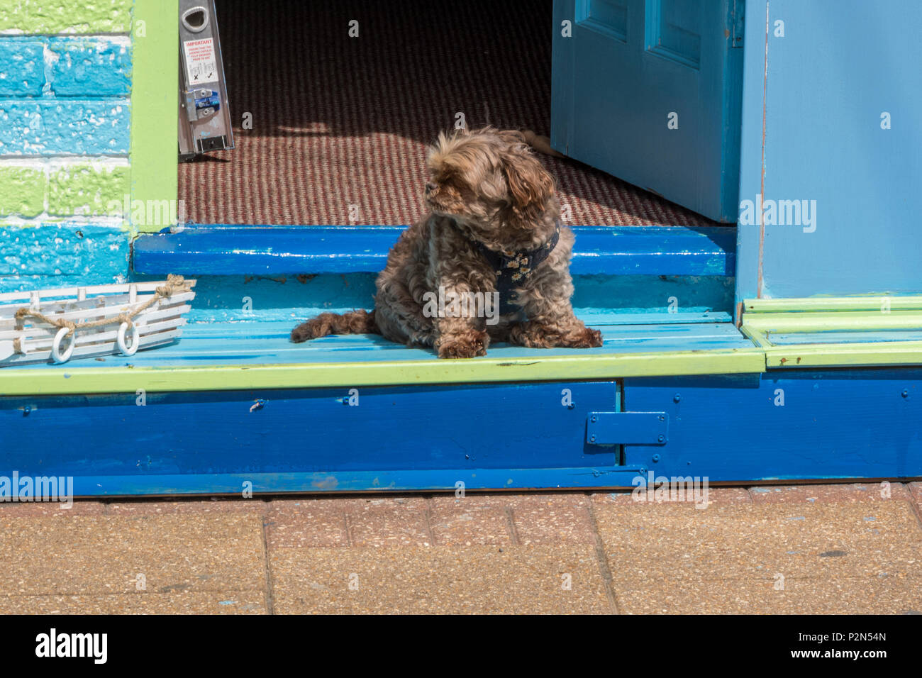Dog watching people passing hi-res stock photography and images - Alamy