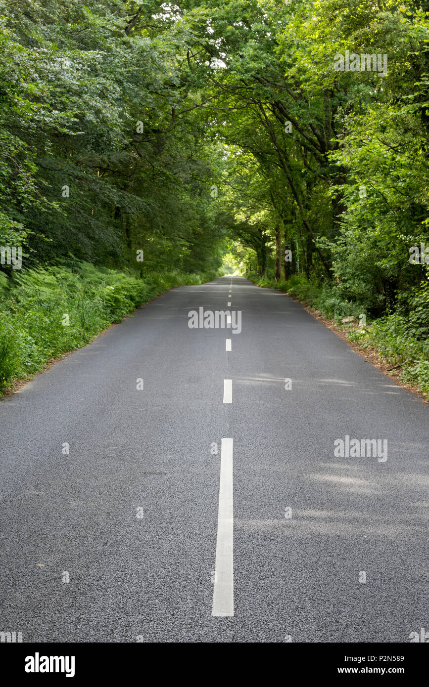 Tree lined highways hi-res stock photography and images - Alamy