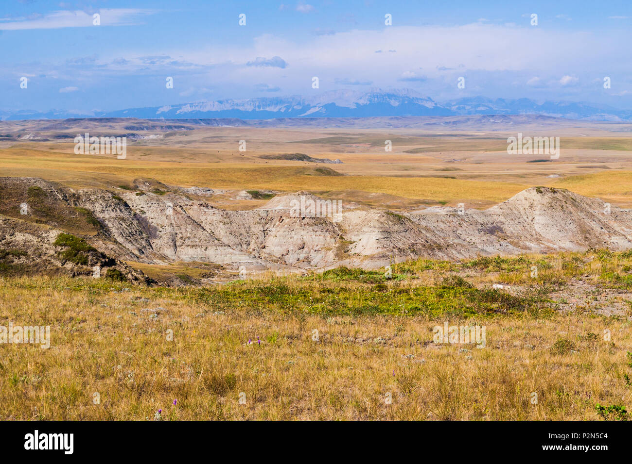 Duck billed dinosaur fossils hi-res stock photography and images - Alamy