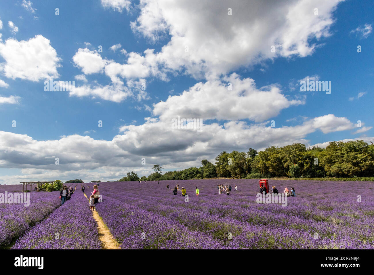 Banstead downs hi-res stock photography and images - Alamy