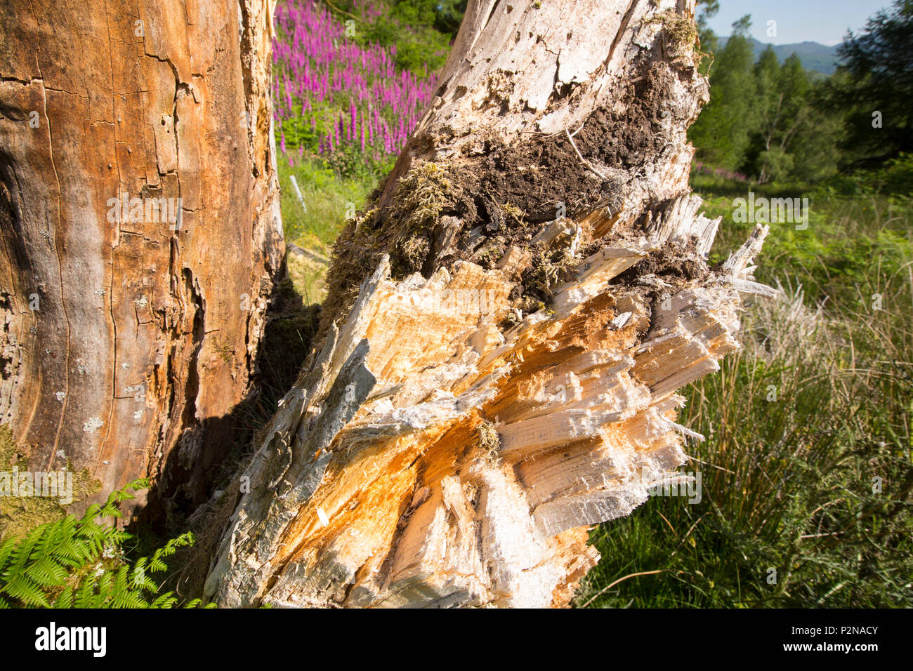 Foxgloves, Digitalis purpurea, growing on Black Fell, Lake District, UK ...