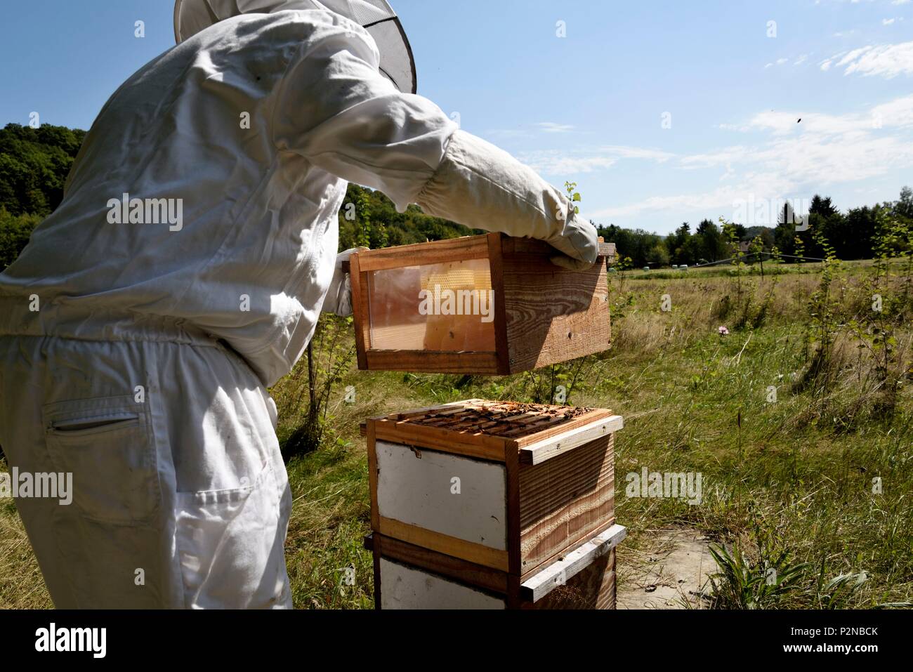 Beekeeping tourism hi-res stock photography and images - Alamy