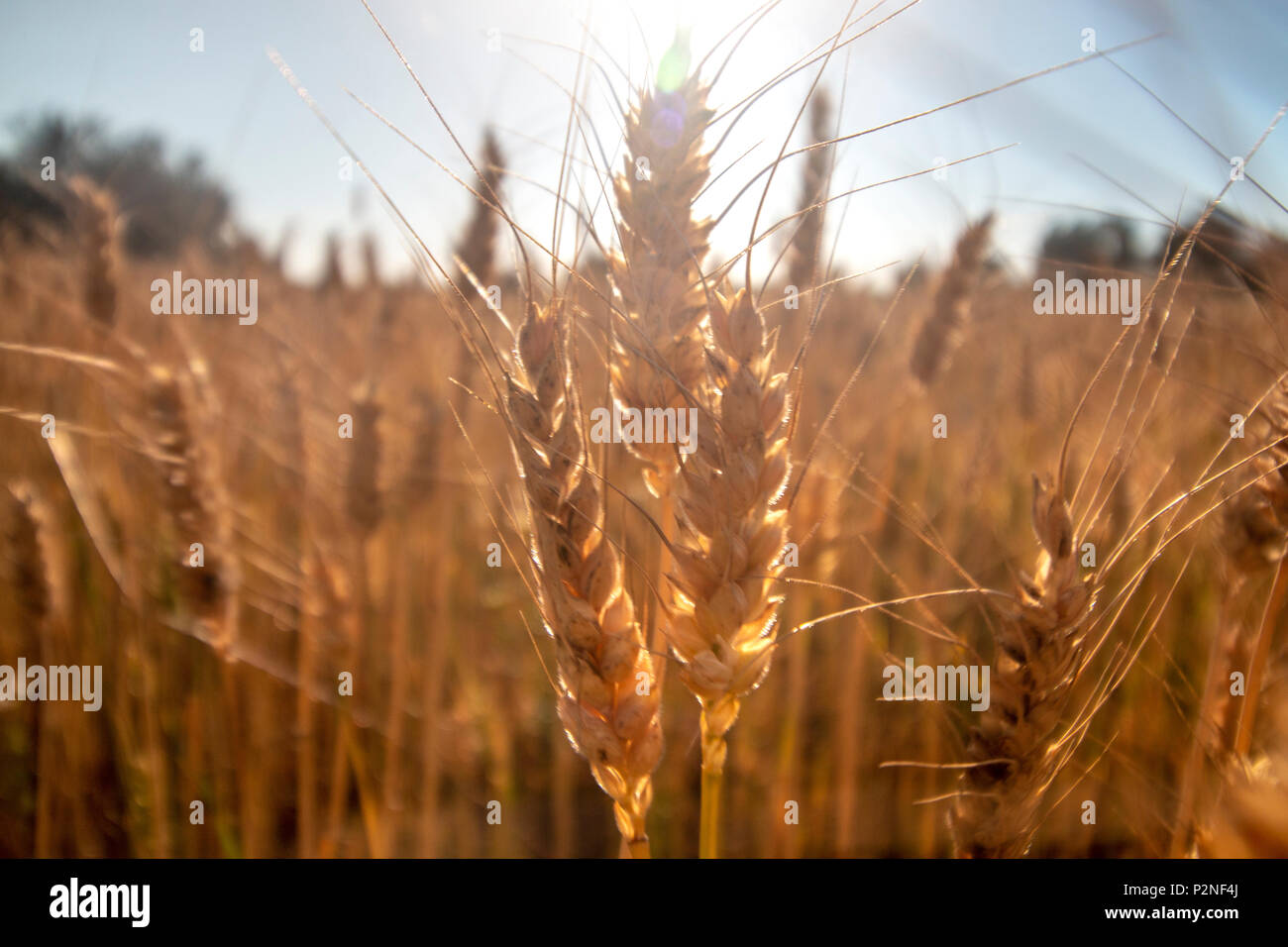 Cultivaded dry wheat field over a blue sky on Algarve region, Portugal ...