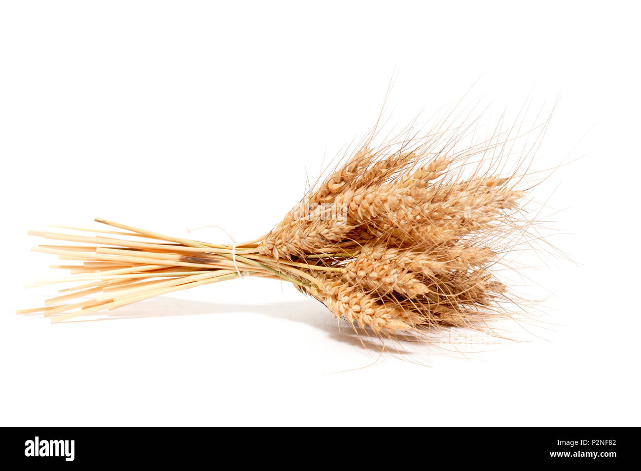 Close up view of a bunch of dry wheat over white background Stock Photo ...