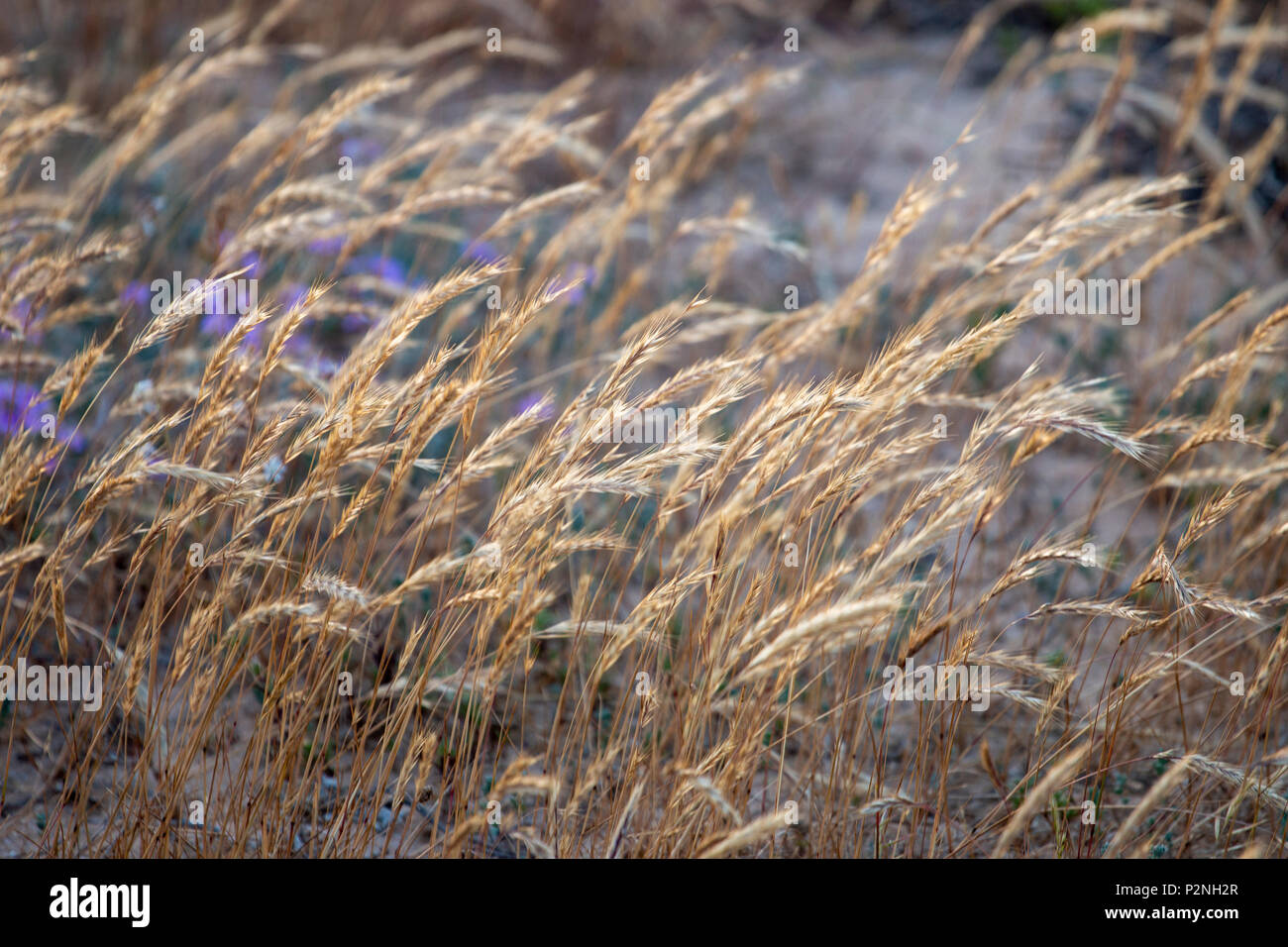 Close up view of European marram grass (Ammophila arenaria) on sand ...