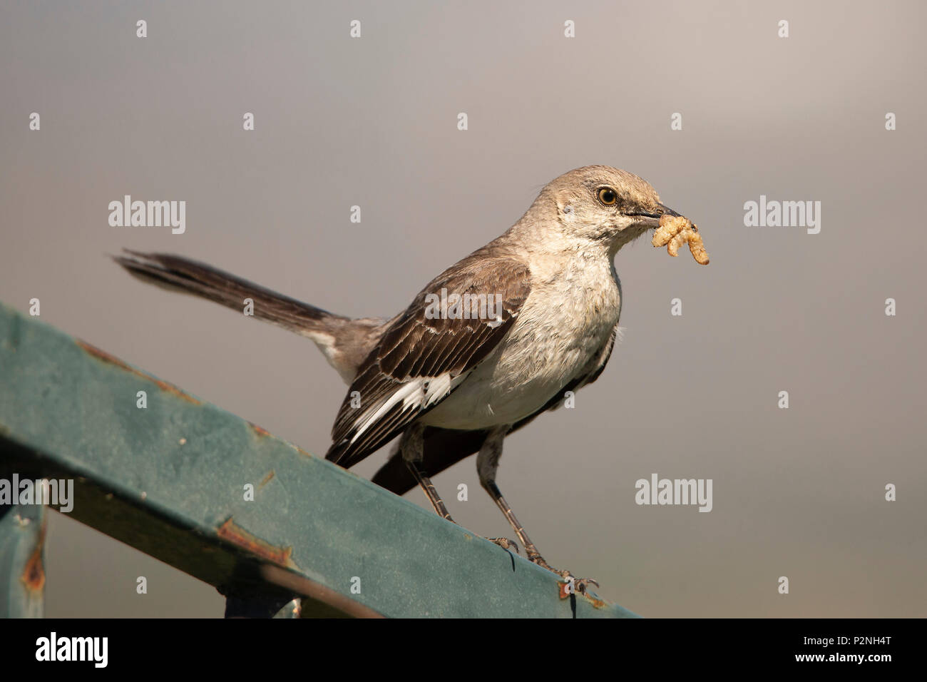 Northern Mockingbird (Mimus Polyglottos) is an omnivorous songbird ...