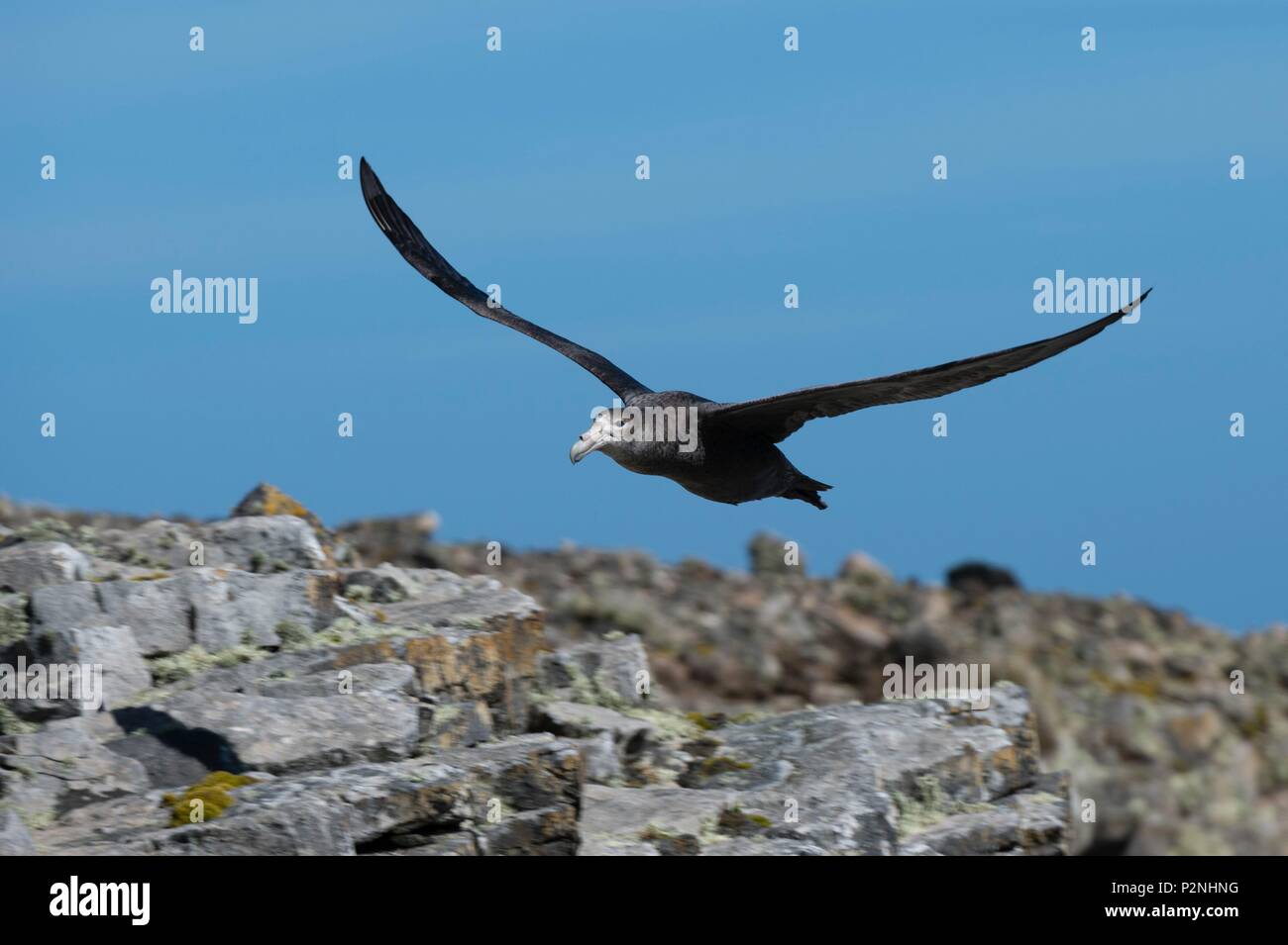 Falkland Islands, Cape Dolphin, in flight, Macronectes giganteus, A ...