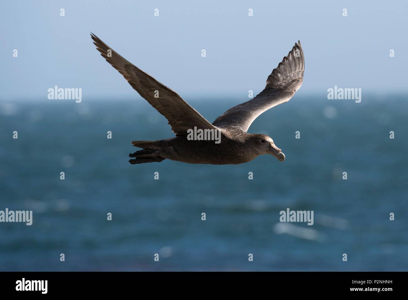 Falkland Islands, Cape Dolphin, in flight, Macronectes giganteus, A ...