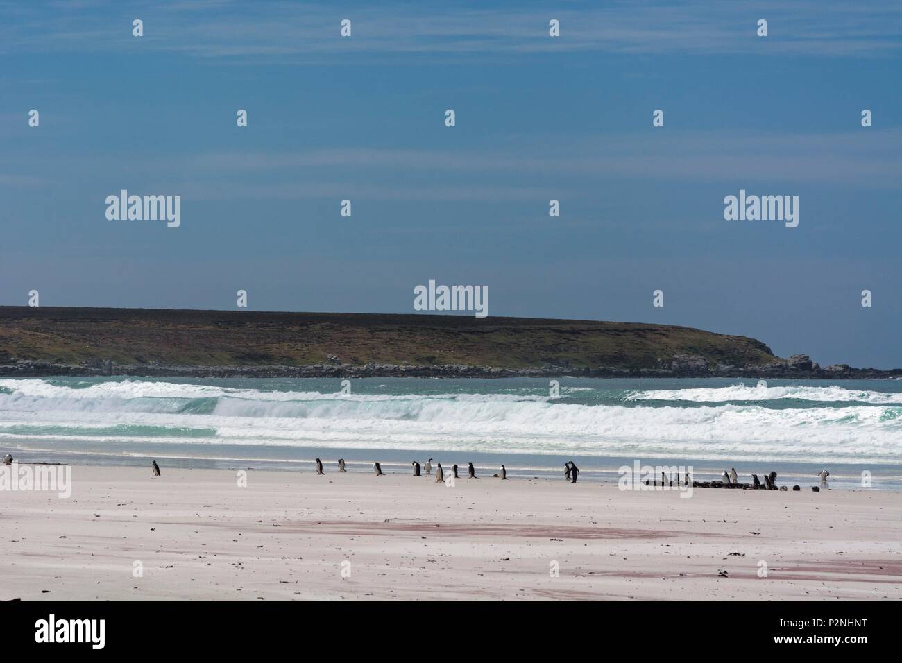 Falkland Islands, Volunteer Point Stock Photo - Alamy