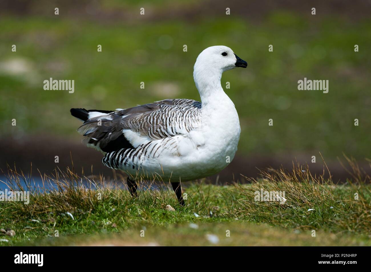 Falkland Islands, Volunteer Point, Chloephaga picta, A male upland ...