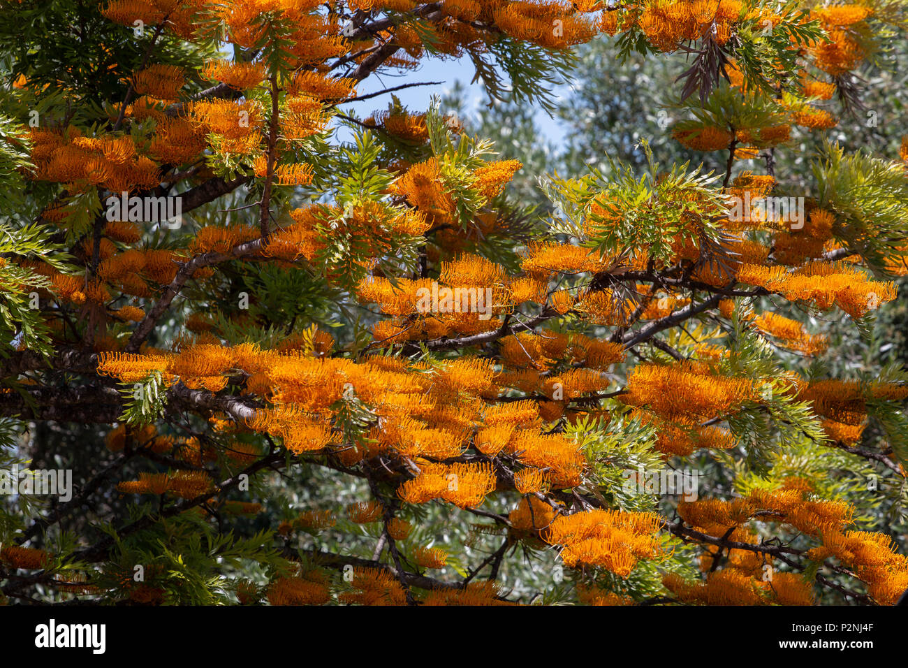 View of the blooming Silk Oak (Grevillea robusta) tree in the Spring ...