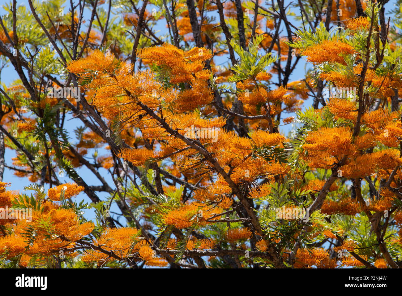 View of the blooming Silk Oak (Grevillea robusta) tree in the Spring ...