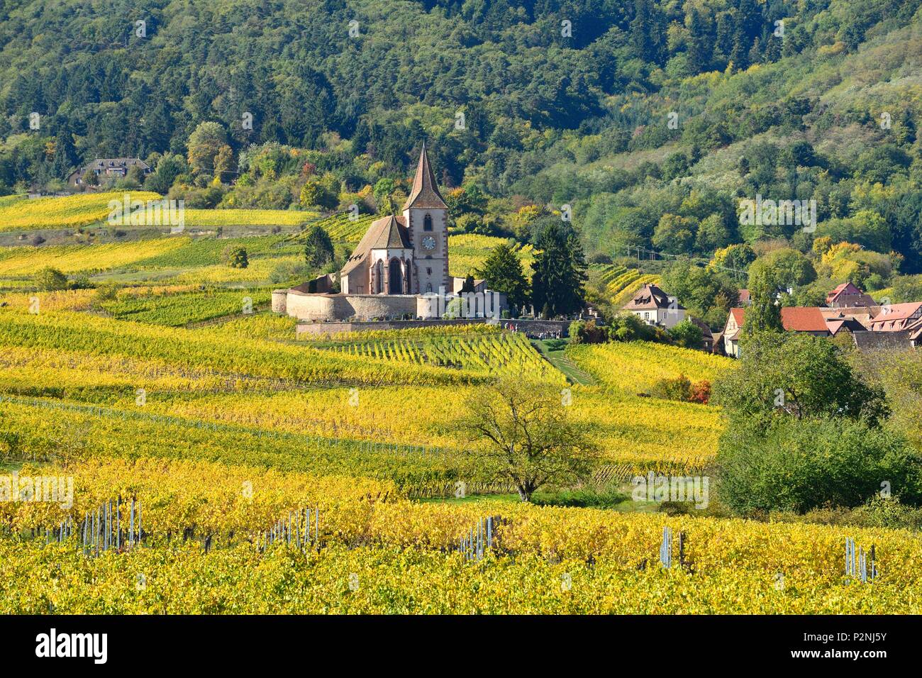 France, Haut Rhin, Alsace Wine Road, Hunawihr, labelled Les Plus Beaux ...
