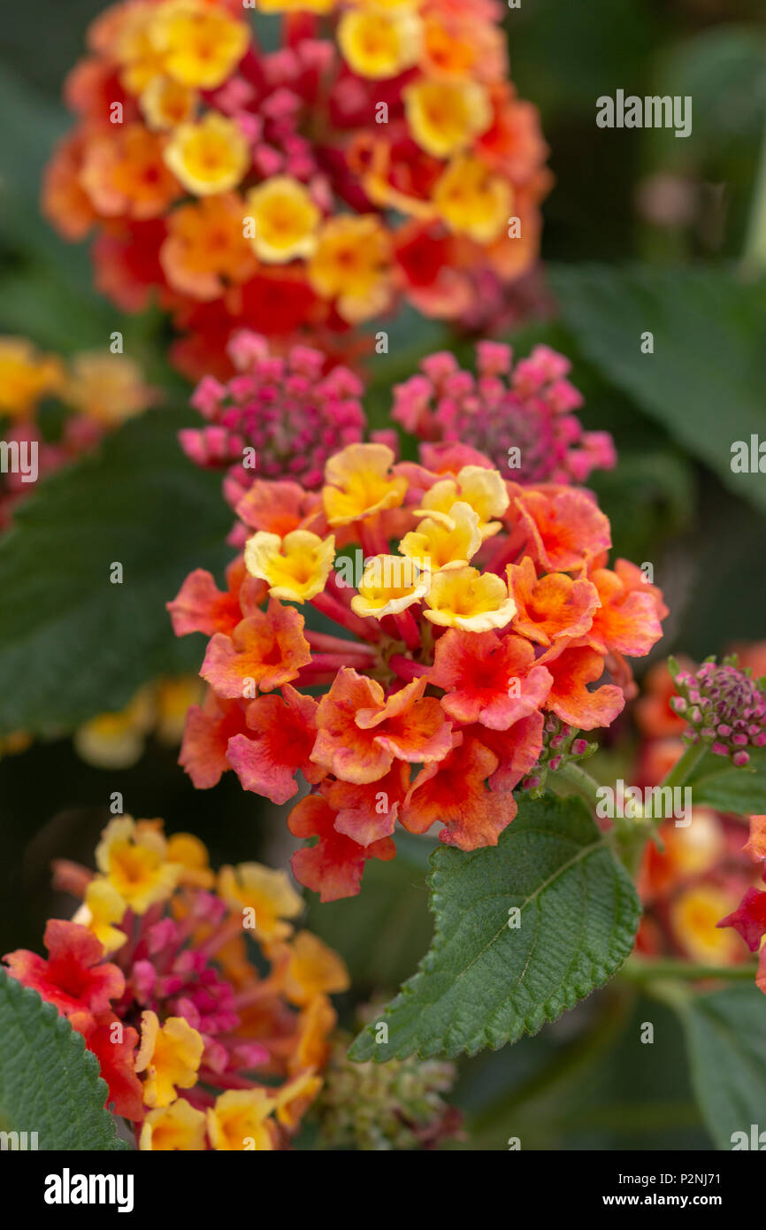 Close up view of the beautiful Lantana camara flower Stock Photo - Alamy
