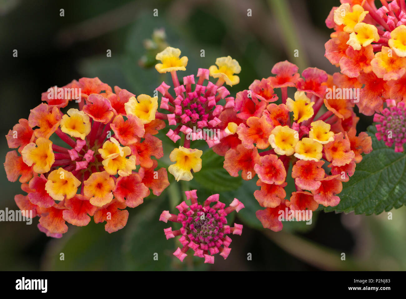 Close up view of the beautiful Lantana camara flower Stock Photo - Alamy