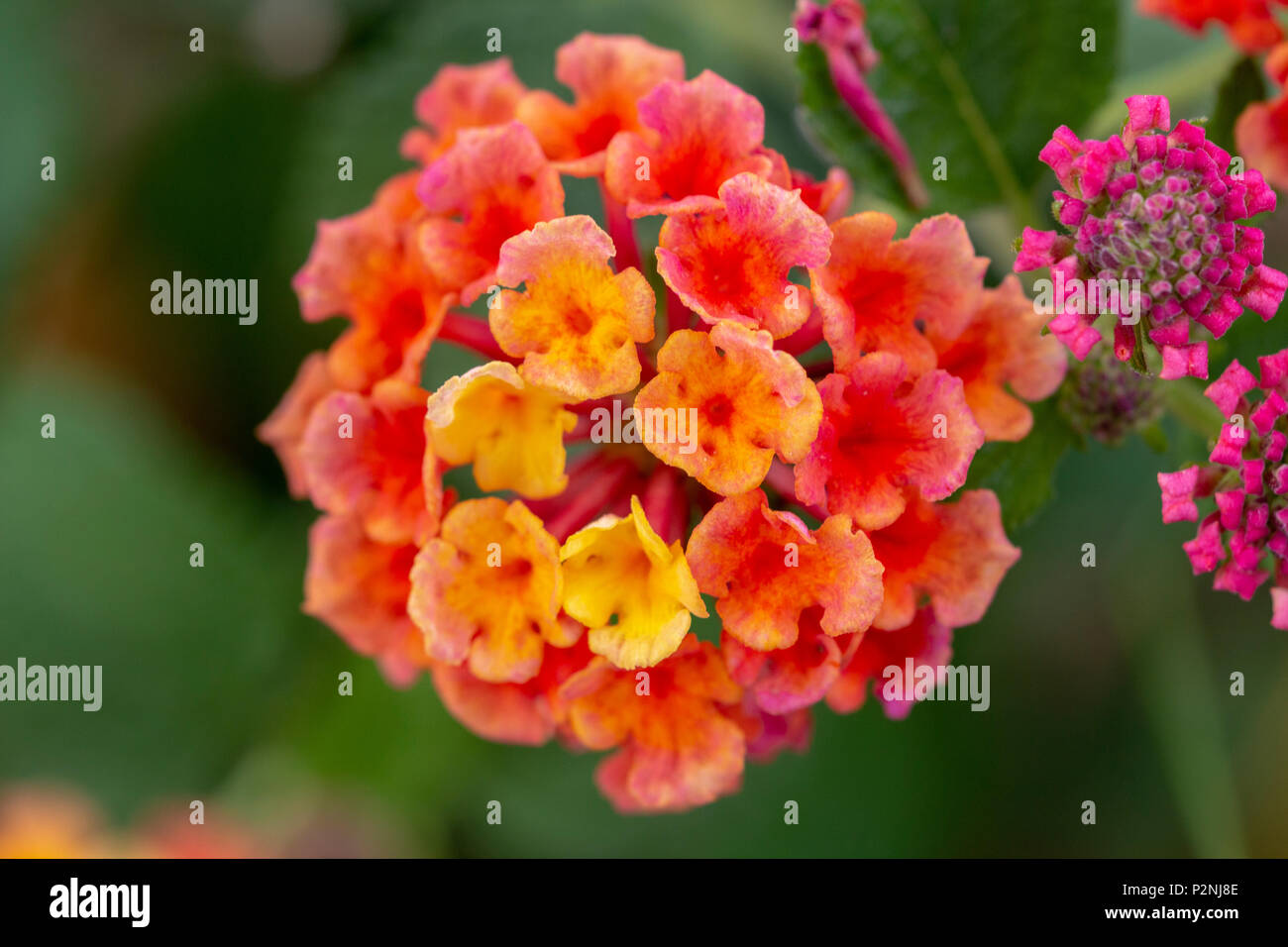 Close up view of the beautiful Lantana camara flower Stock Photo - Alamy
