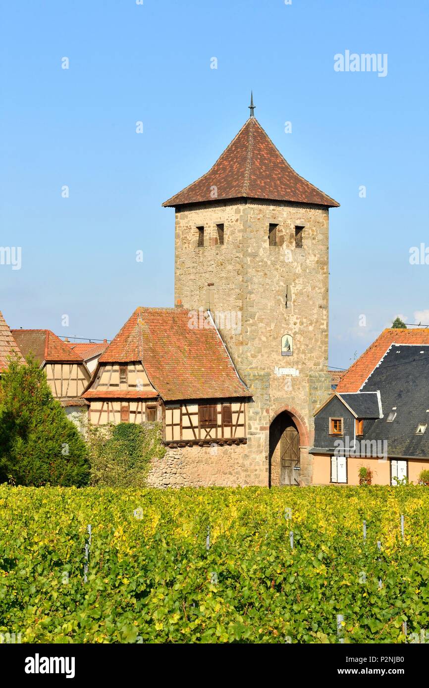 France, Bas Rhin, Alsace Wine Road, Dambach la Ville, medieval Gate ...