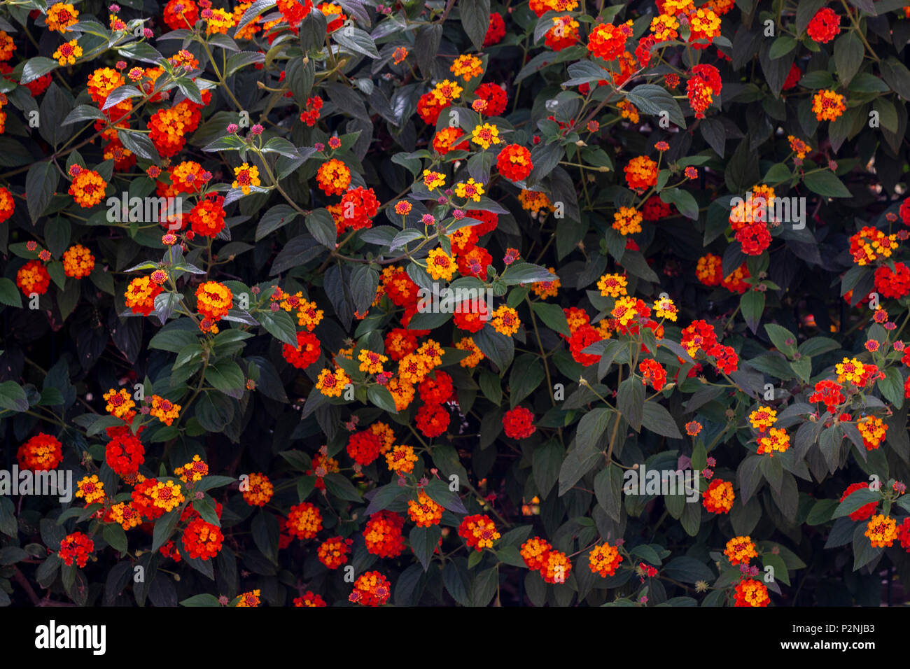 Close up view of the beautiful Lantana camara flower Stock Photo - Alamy