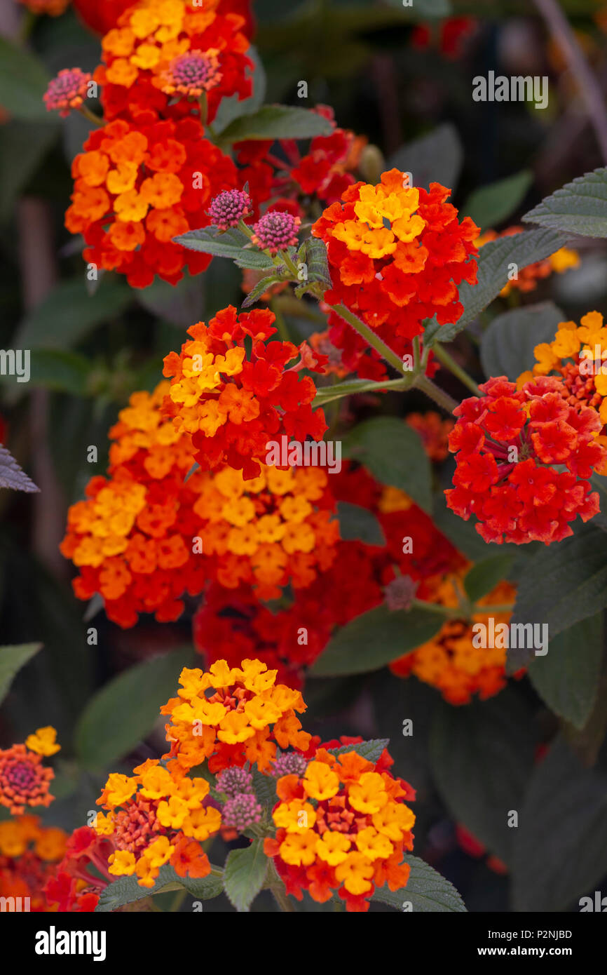 Close up view of the beautiful Lantana camara flower Stock Photo - Alamy