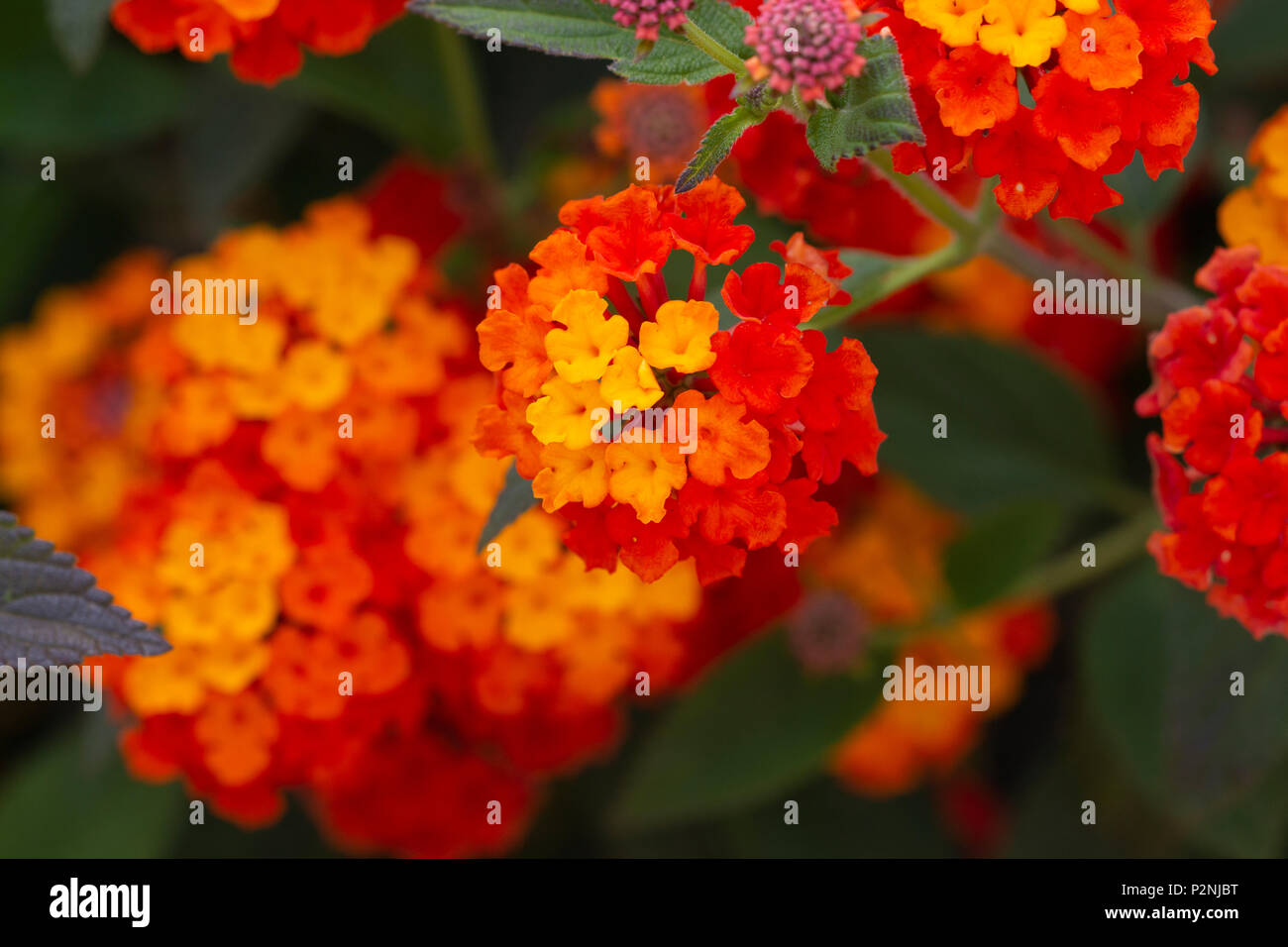 Close up view of the beautiful Lantana camara flower Stock Photo - Alamy