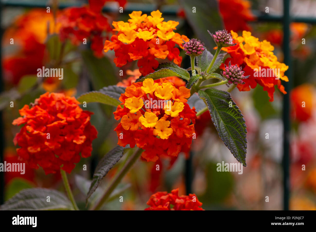 Close up view of the beautiful Lantana camara flower Stock Photo - Alamy