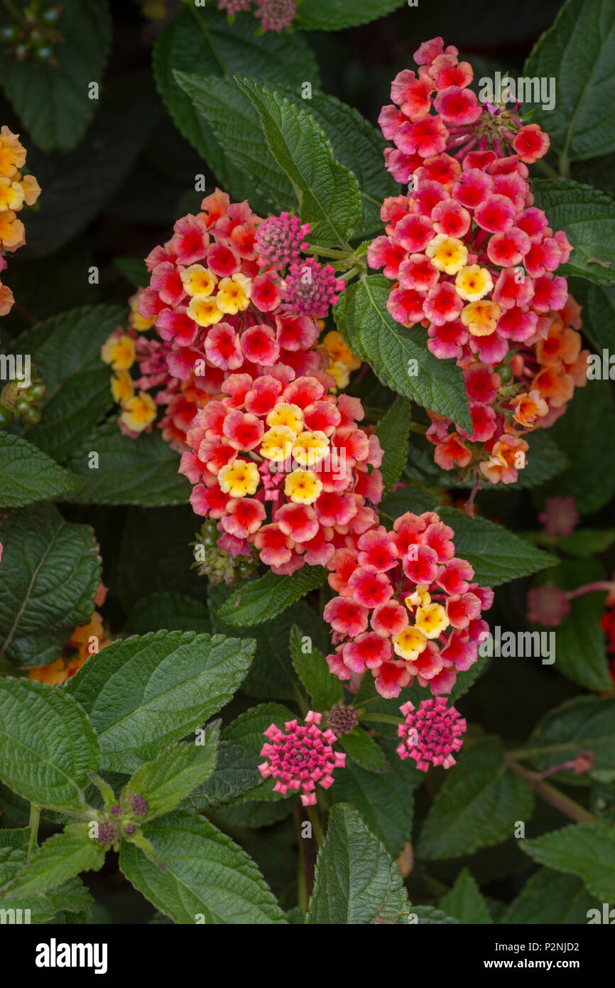 Close up view of the beautiful Lantana camara flower Stock Photo - Alamy