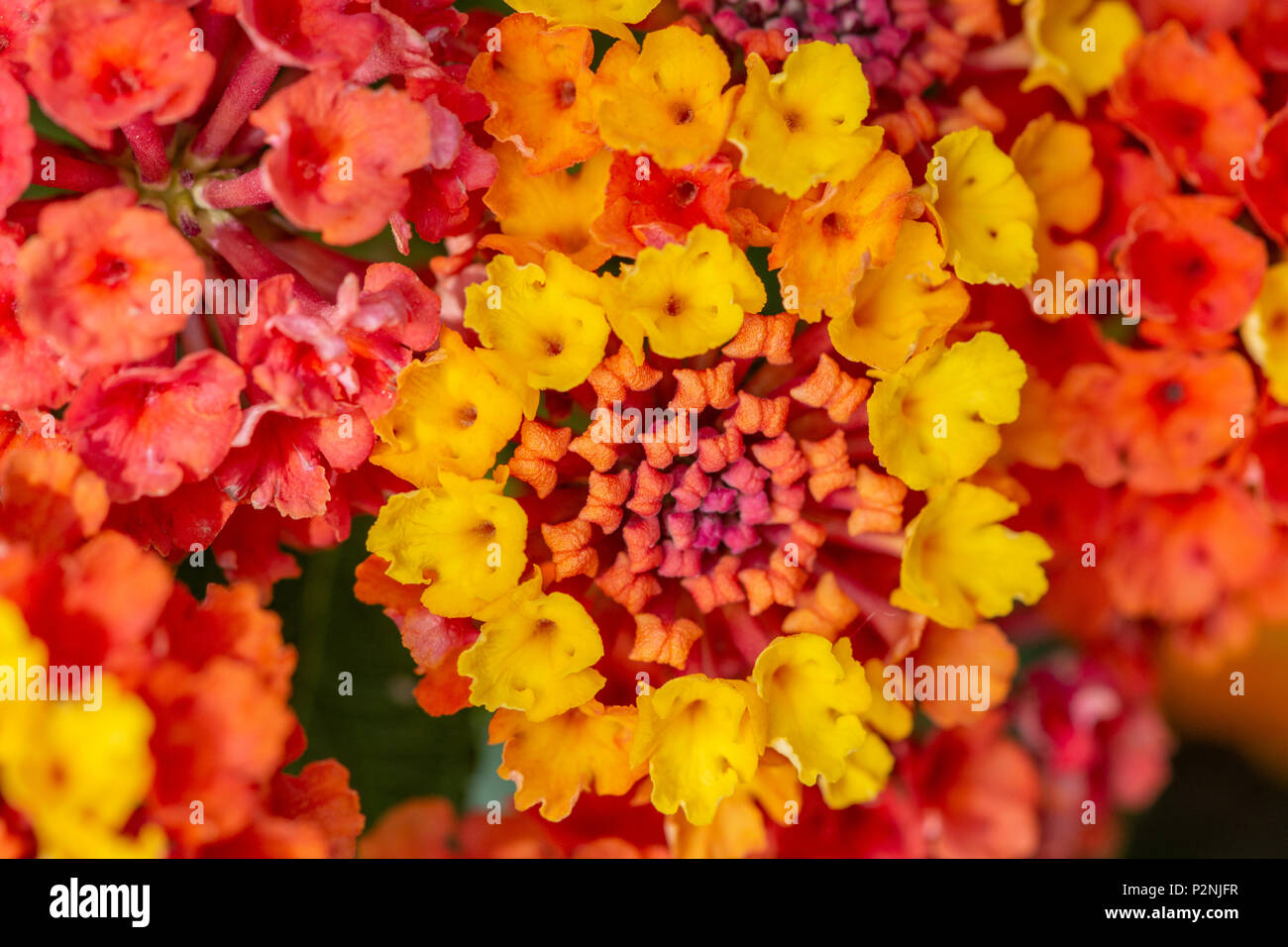 Close up view of the beautiful Lantana camara flower Stock Photo - Alamy