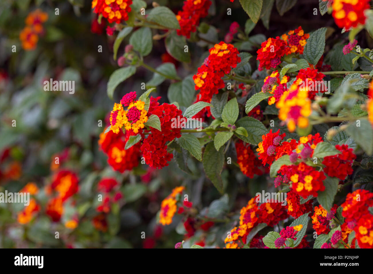 Close up view of the beautiful Lantana camara flower Stock Photo - Alamy