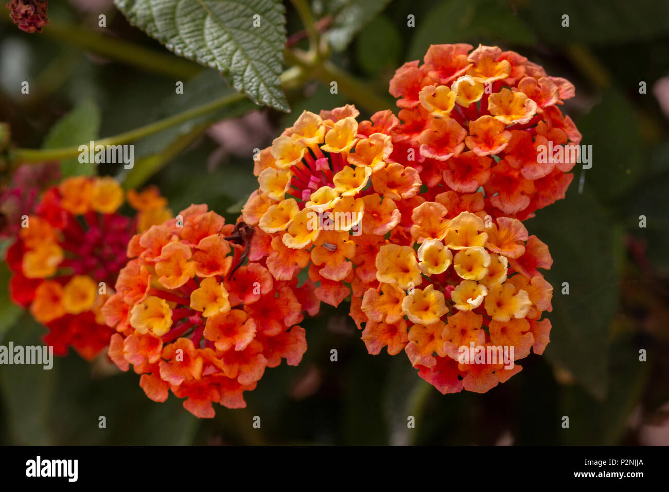 Close up view of the beautiful Lantana camara flower Stock Photo - Alamy