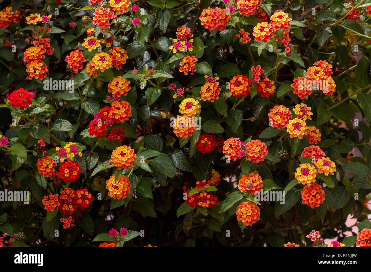 Close up view of the beautiful Lantana camara flower Stock Photo - Alamy