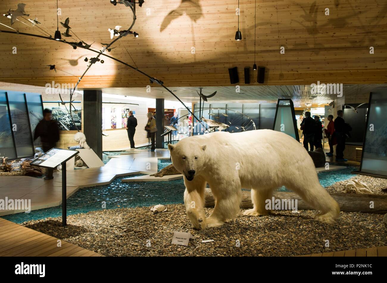 Norway, Svalbard, Spitsbergen, Longyearbyen, Arctic Museum, polar bear (ursus maritimus Stock ...
