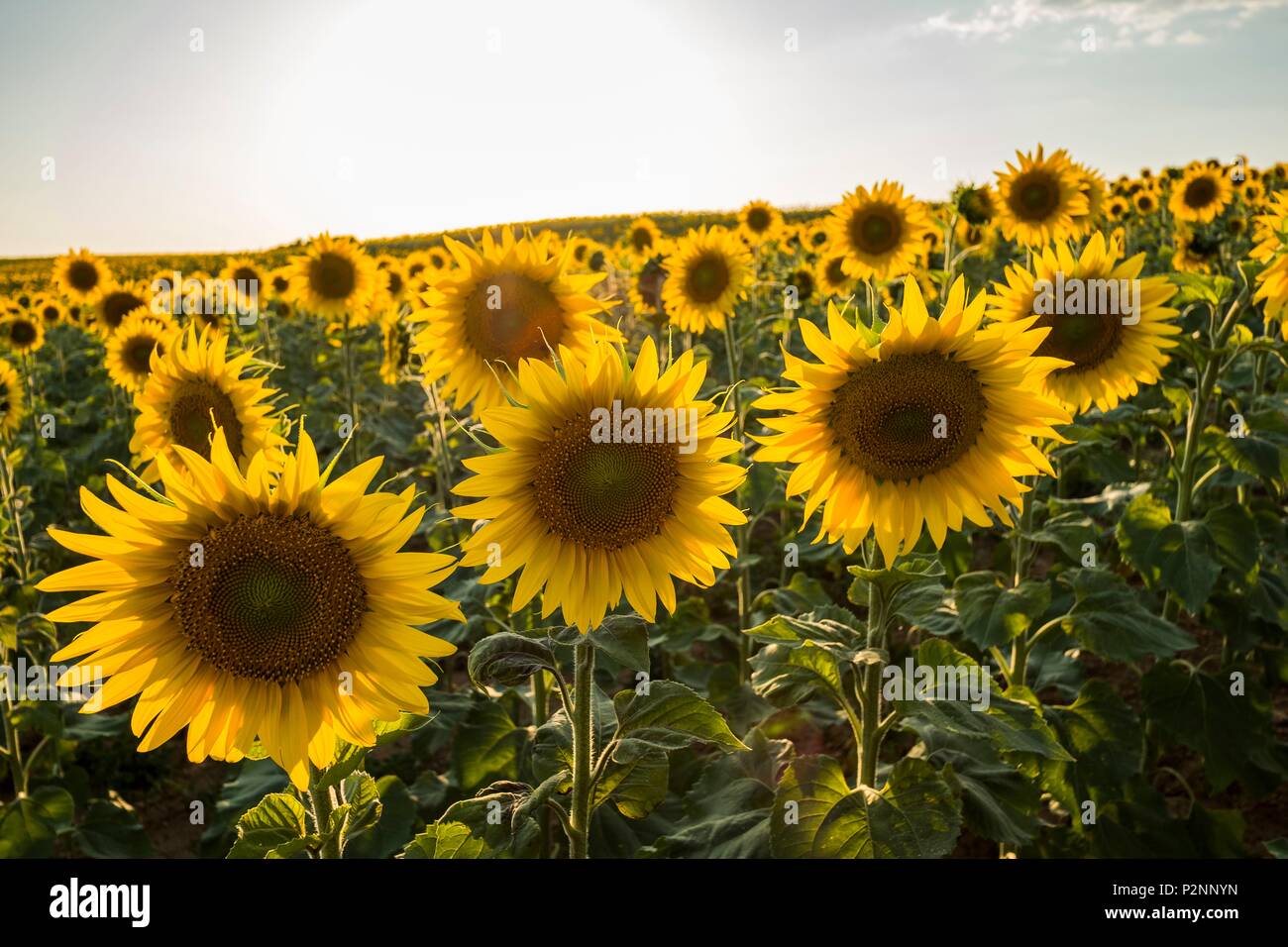 Sunflower spain hi-res stock photography and images - Alamy