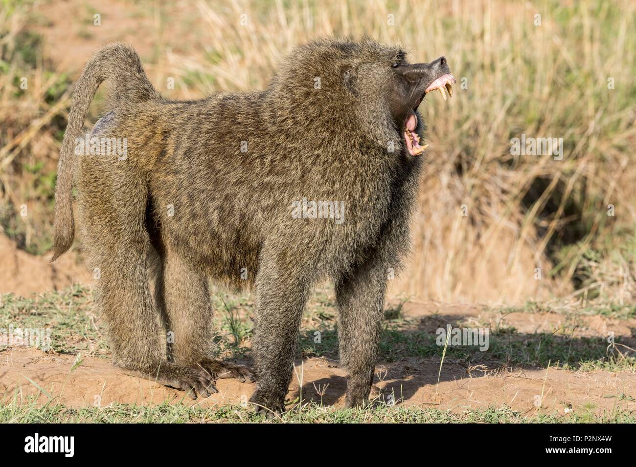 Kenya, Masai-Mara Game Reserve, Olive baboon (Papio hamadryas anubis ...