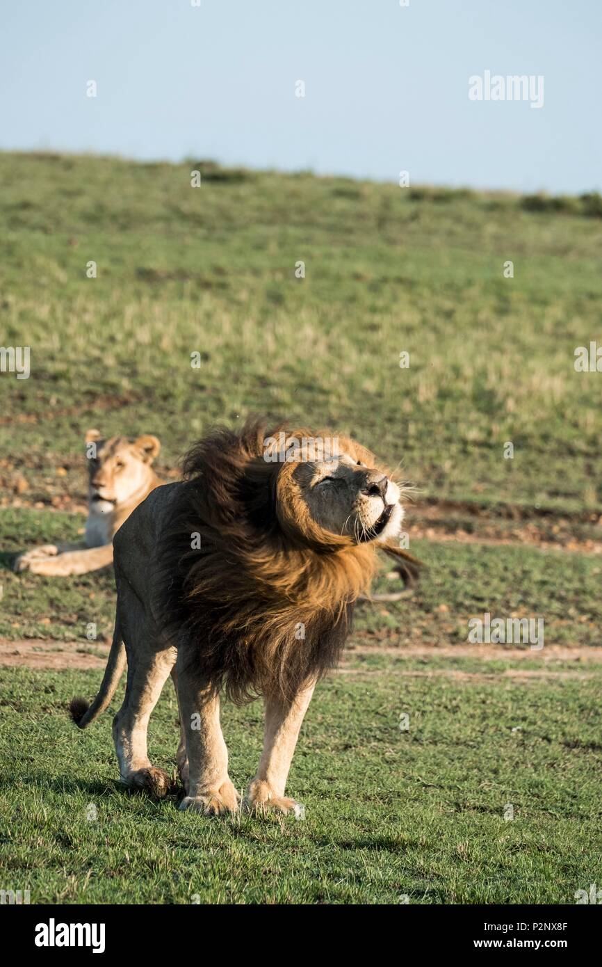 Lion panthera leo shaking hi-res stock photography and images - Alamy