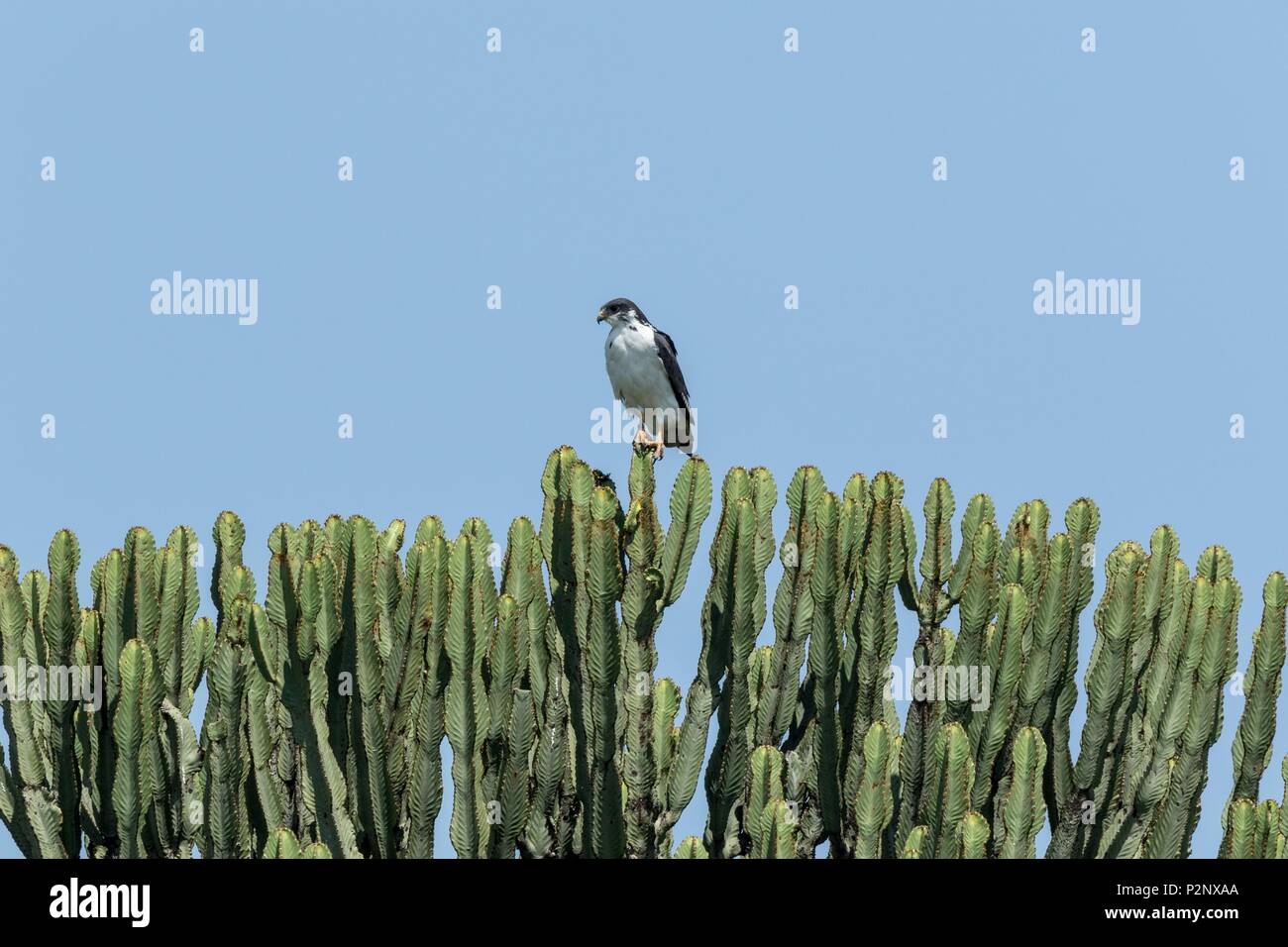 Soysambu hi-res stock photography and images - Alamy