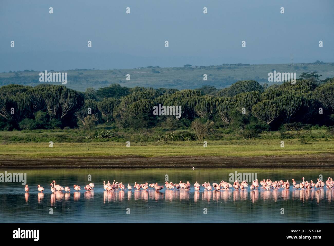 Kenya, Soysambu conservancy, lesser flamingo (Phoeniconaias minor), on ...