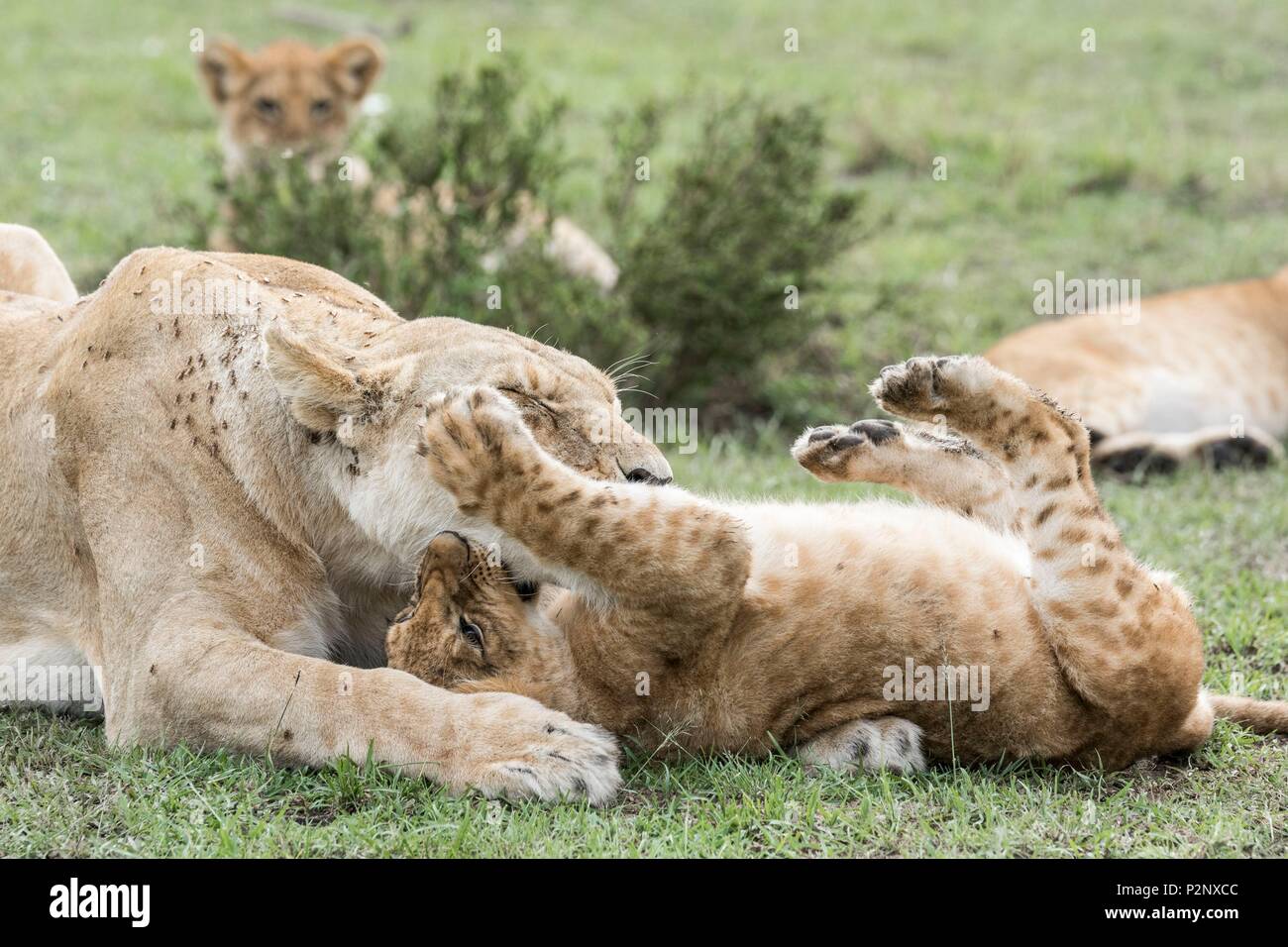 Kenya, Masai-Mara Game Reserve, lion (Panthera leo), lioness and cub playing Stock Photo - Alamy