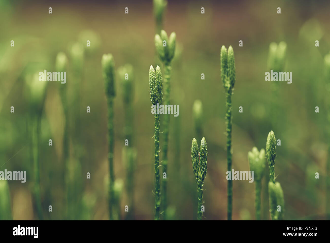 Blooming stagshorn clubmoss, Lycopodium clavatum growing in the green ...