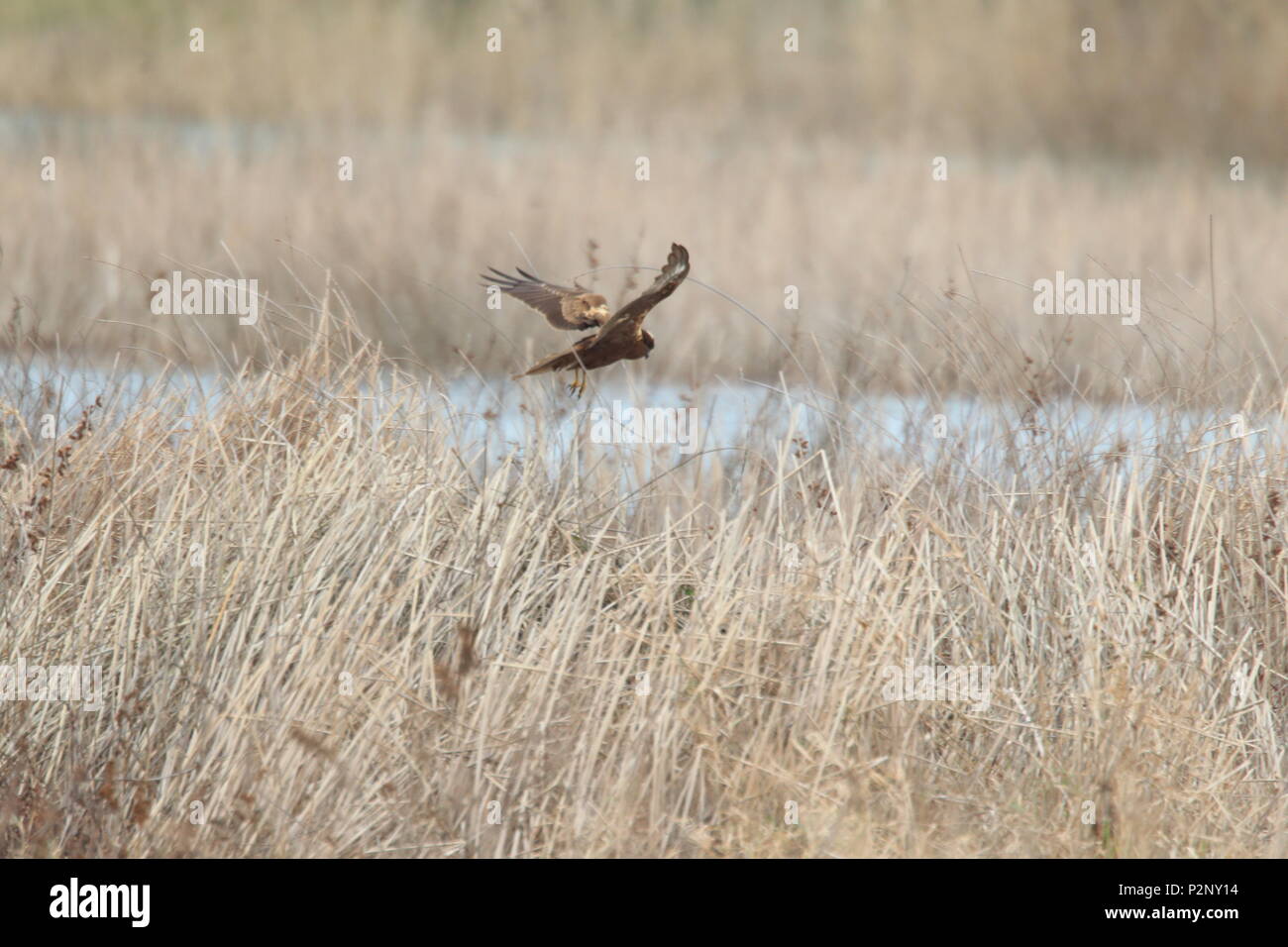 Western marsh harrier (Circus aeruginosus) in Turkey Stock Photo - Alamy