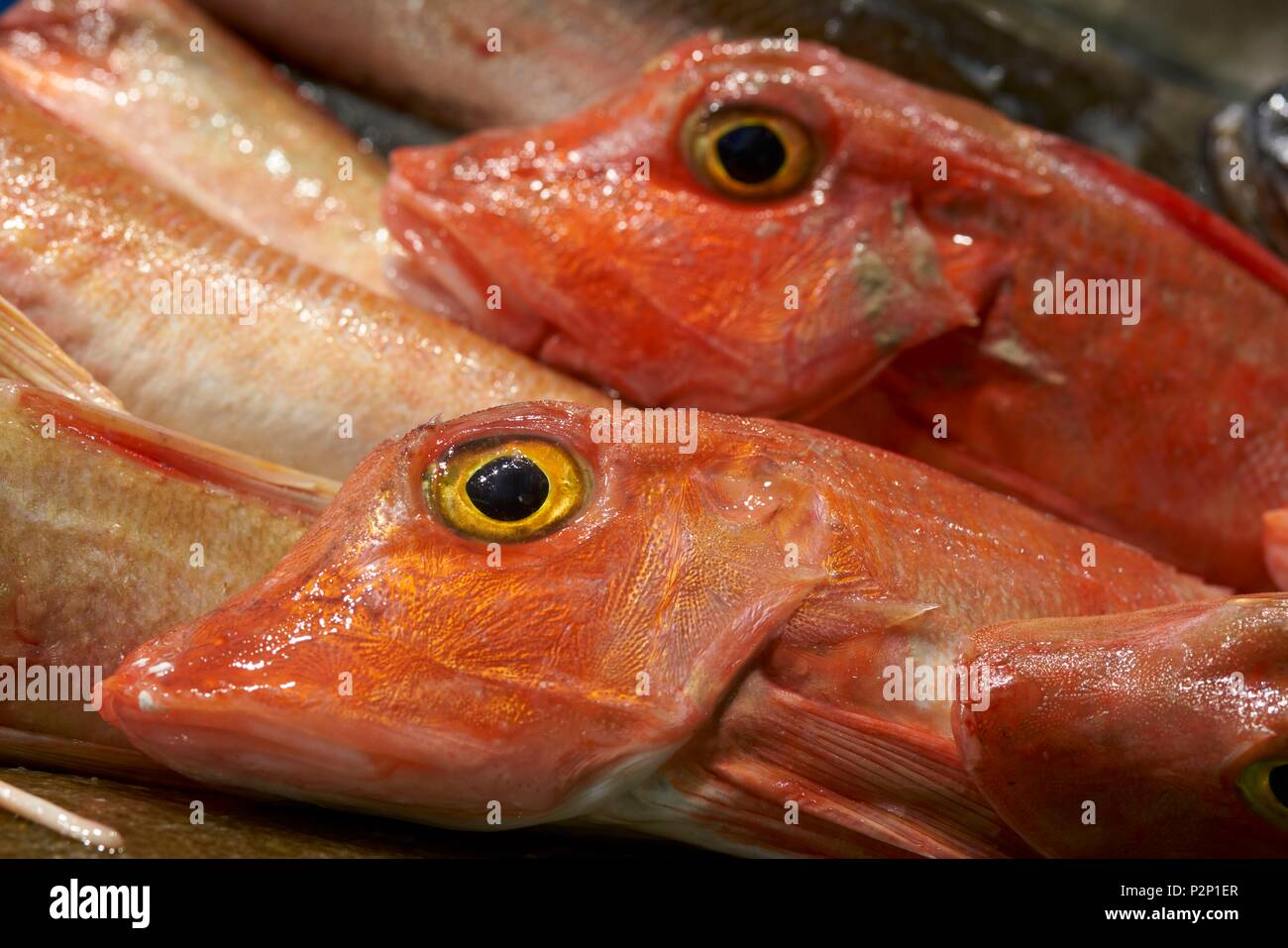France, Haute Garonne, Toulouse, Victor Hugo market, fish market la ...