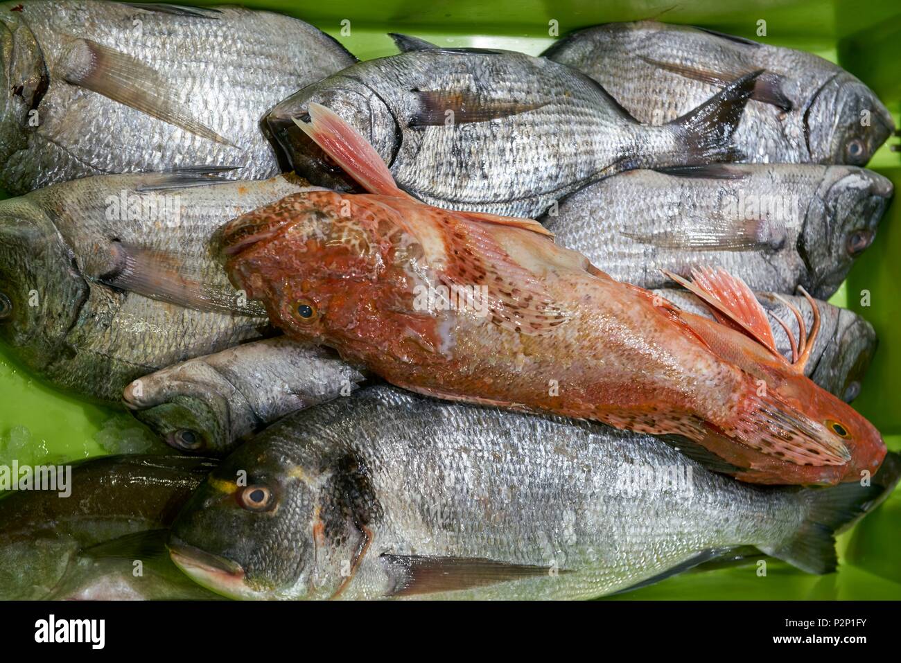Victor fish hi-res stock photography and images - Alamy